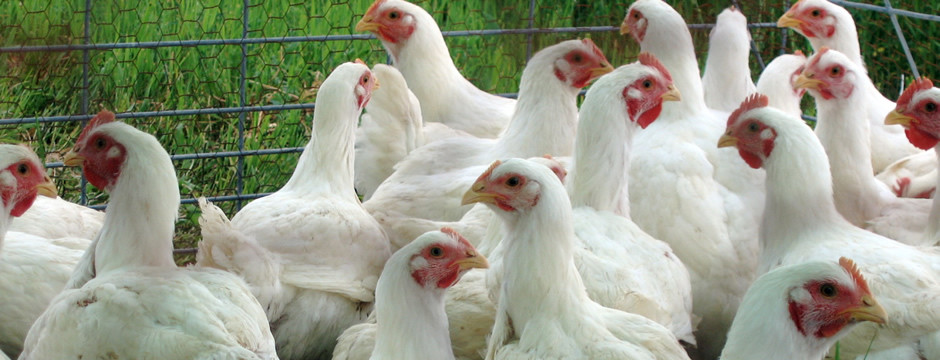 Lakeside Poultry Veterinary Services Inc. Poultry Veterinarian Canada ...