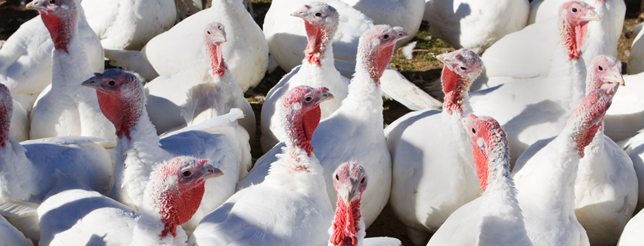 Links - Lakeside Poultry Veterinary Services Inc.