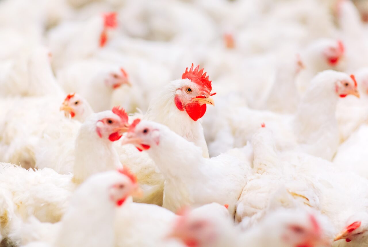 Poultry Veterinarian Canada | Lakeside Poultry Veterinary Services Inc